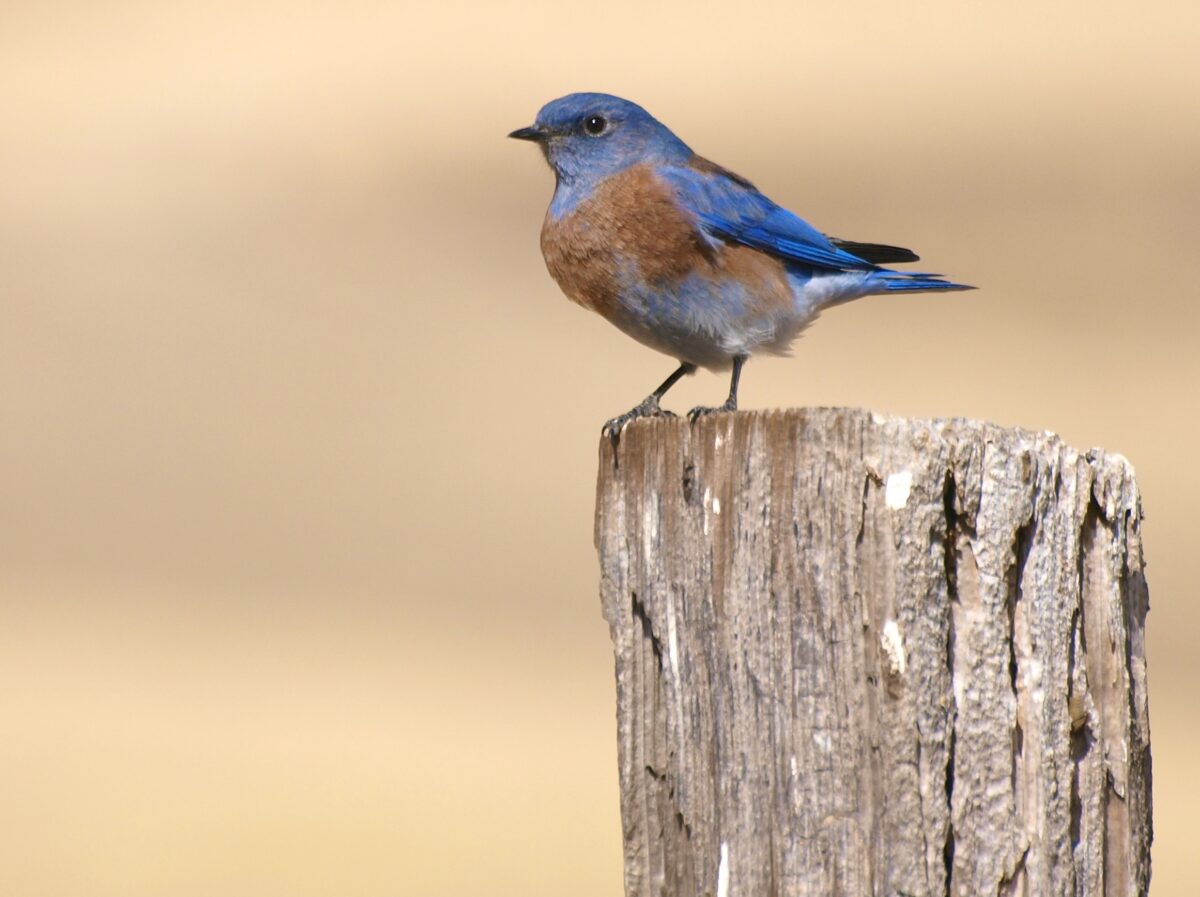 Thumb-birding: a Birder Identifies Bird Emojis – Seagull is Not a Dirty ...