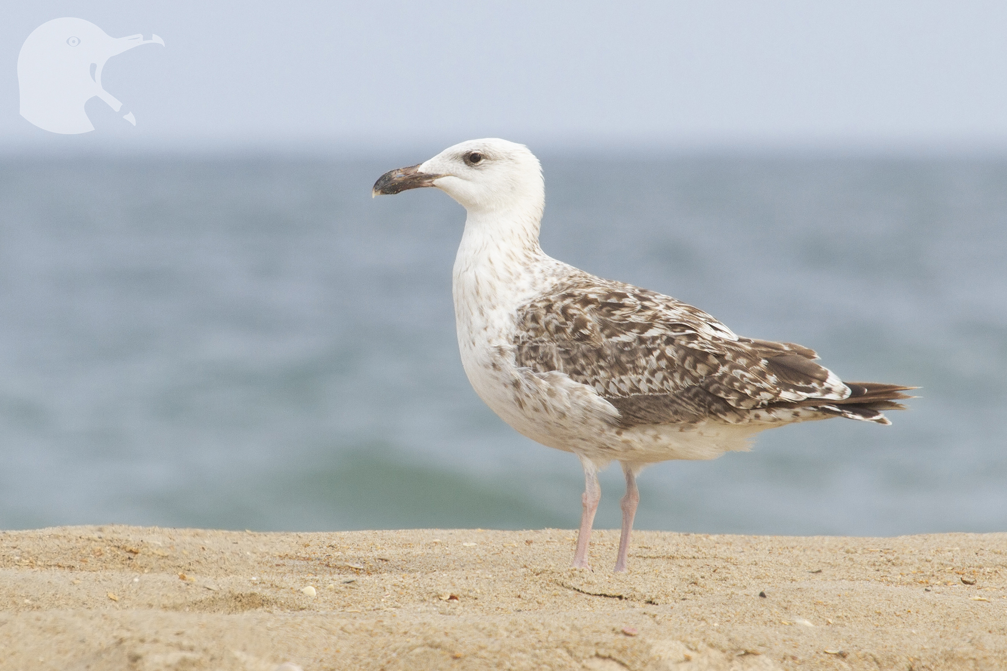 Seagull Is Not a Dirty Word – Seagull is Not a Dirty Word